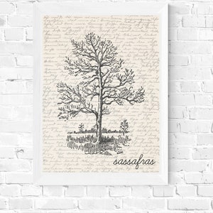Sassafras Wall Art | Tree Wall Art | Botanical Print | Sassafras Poster ...
