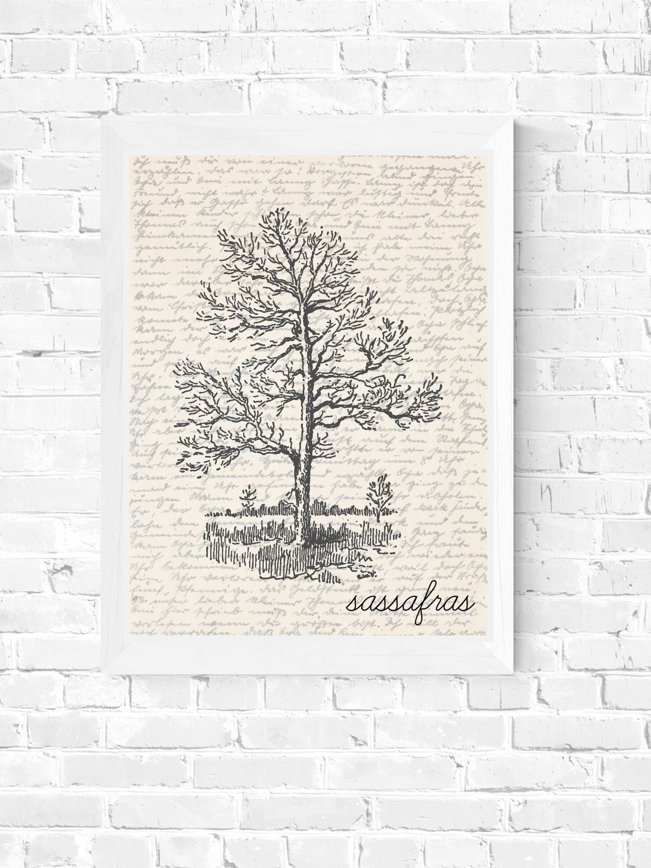 Sassafras Wall Art | Tree Wall Art | Botanical Print | Sassafras Poster ...