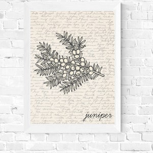 Juniper Wall Art | Tree Wall Art | Juniper Poster | Juniper Print ...