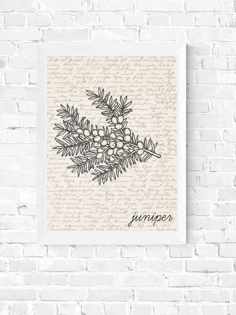 Juniper Wall Art | Tree Wall Art | Juniper Poster | Juniper Print ...