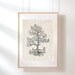 Sassafras Wall Art | Tree Wall Art | Botanical Print | Sassafras Poster ...