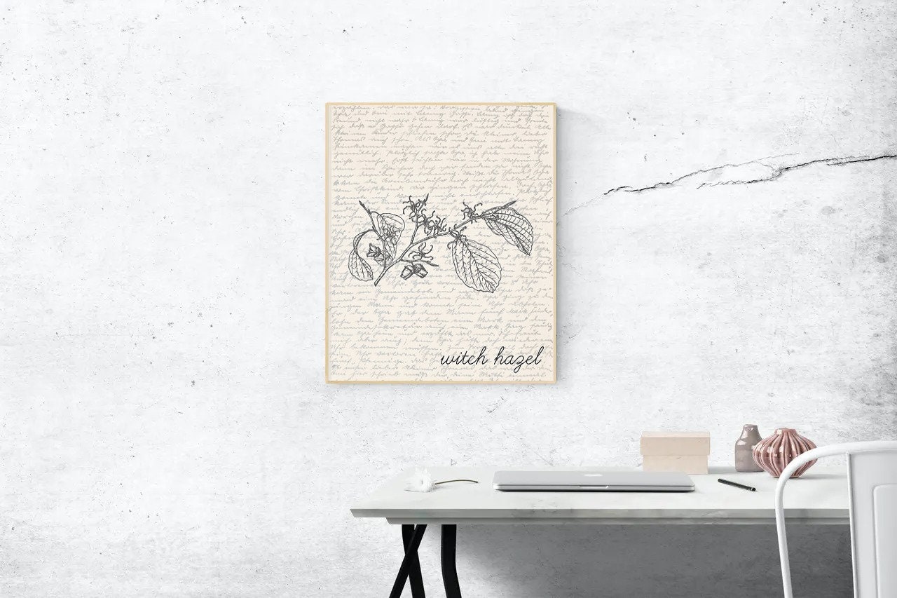 Witch Hazel Wall Art | Botanical Wall Art | Witch Hazel Print | Witch ...