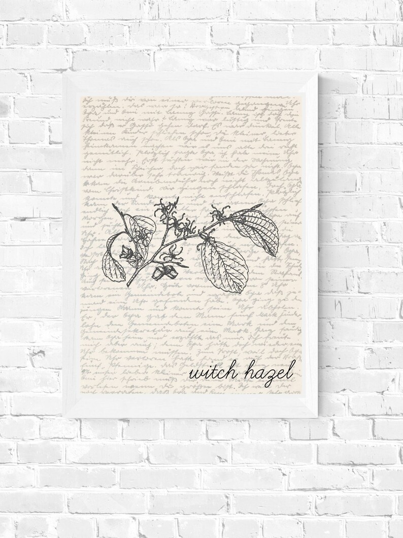 Witch Hazel Wall Art | Botanical Wall Art | Witch Hazel Print | Witch ...