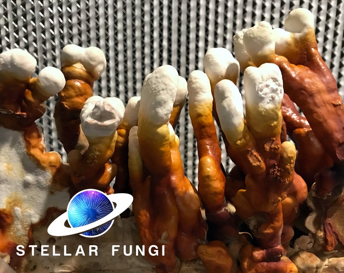 Reishi ganoderma Lucidum Liquid Culture 10ml Syringe - Etsy