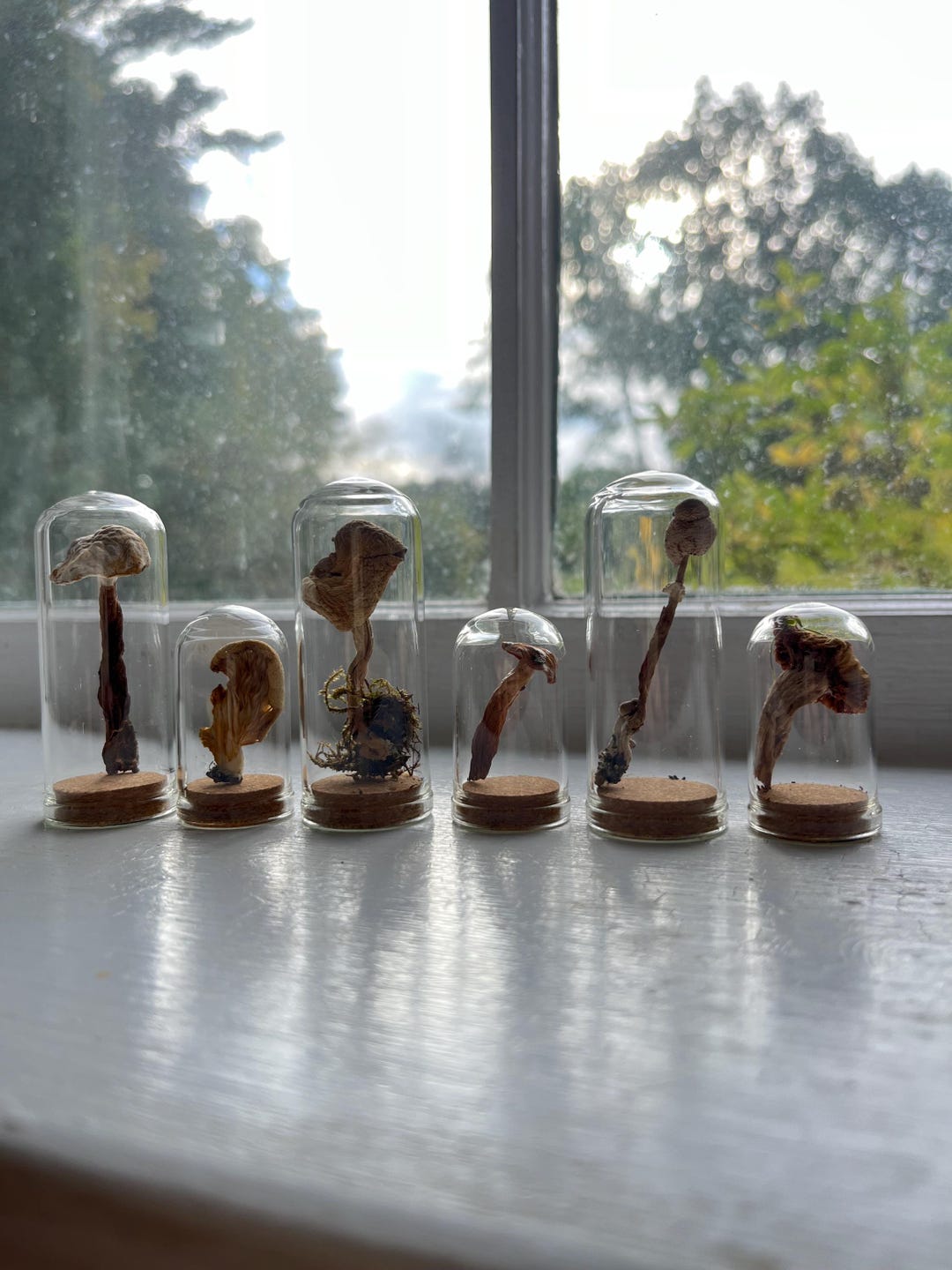 Curio Collection ︳mush Series ︳mystery Box Set of 2 ︳green Academia ...