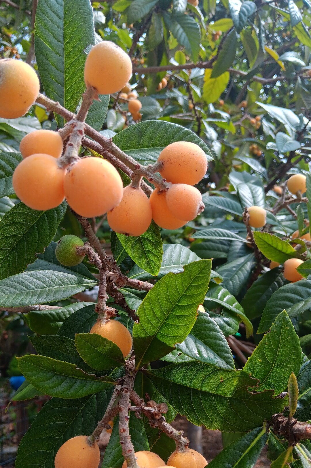 10 Loquat Seeds 2025 - Etsy