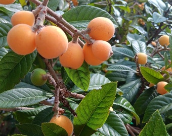 BIG JIM Loquat Seeds. Eriobotrya Japonica. Tastiest Loquat 20 Seeds. - Etsy