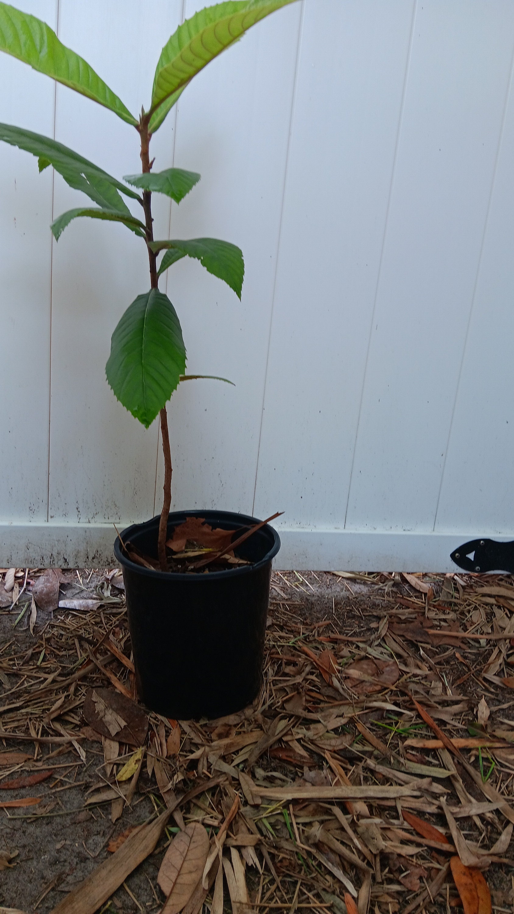 10 Loquat Seeds 2025 - Etsy