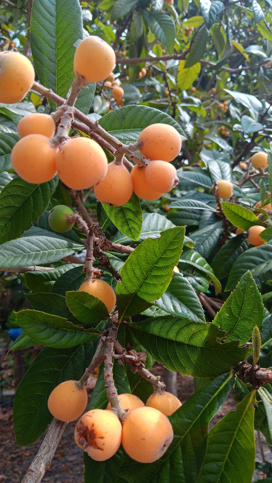 Loquat Tree, Live Tree, 8-10 Inches Tall - Etsy