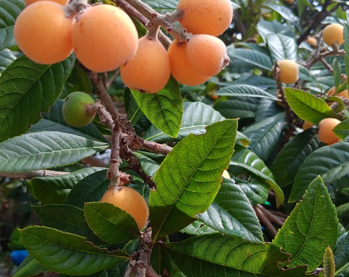 Loquat Tree, Live Tree, 8-10 Inches Tall - Etsy
