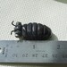 Rollo-polli /pillbug Figurine- Bug Collection- Unique Polymer Clay ...