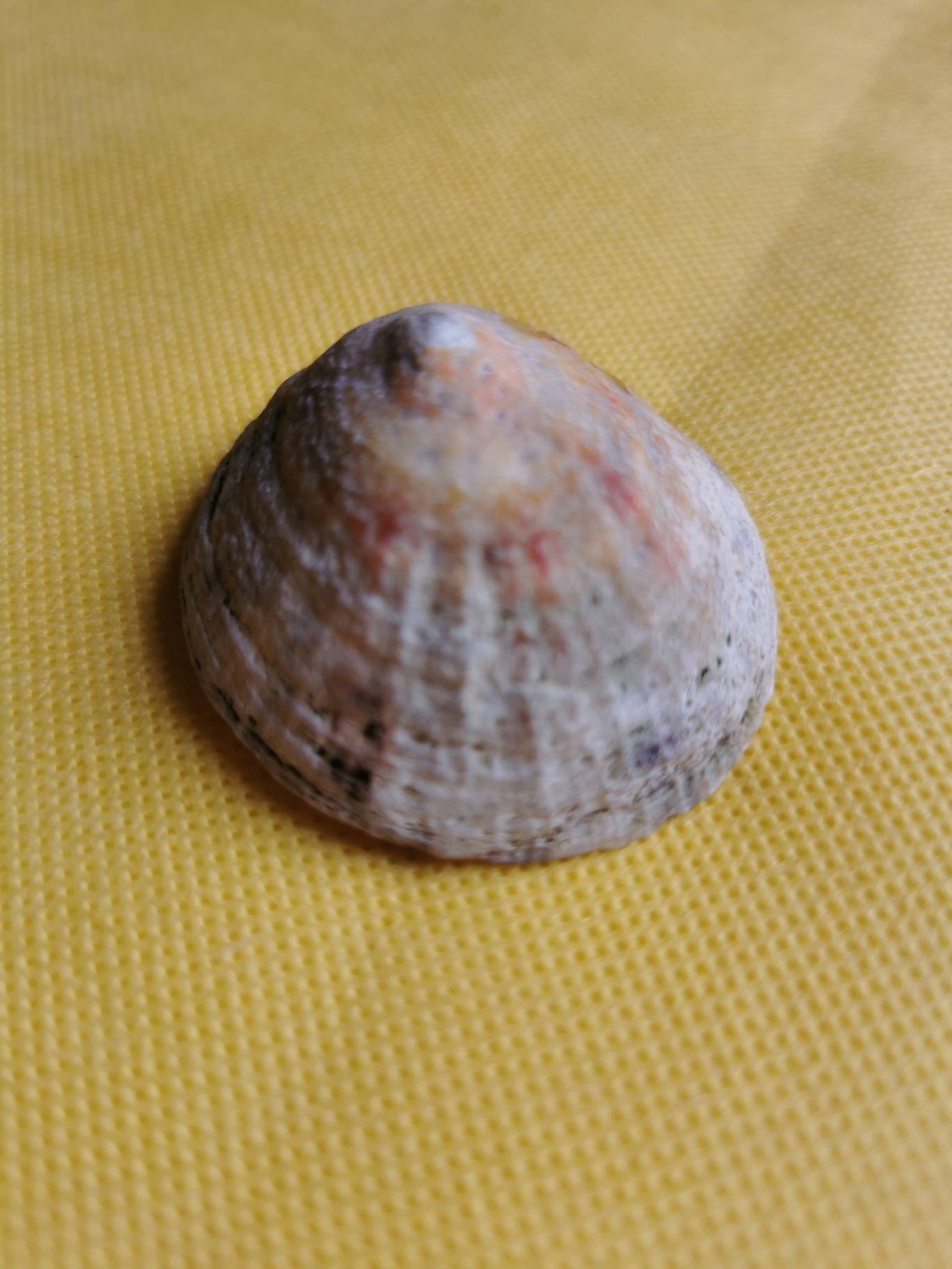 A Decorated Natural Limpet Shell. - Etsy