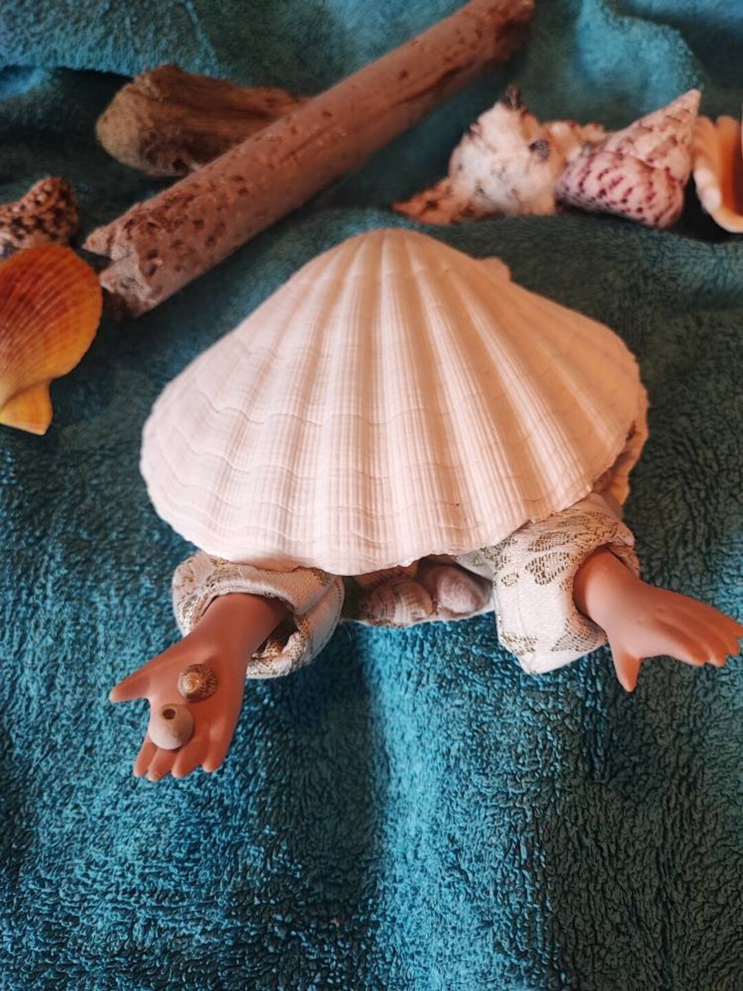Scallop Shell Humour. Mermaid in a Scallop Shell. Decorated Scallop ...