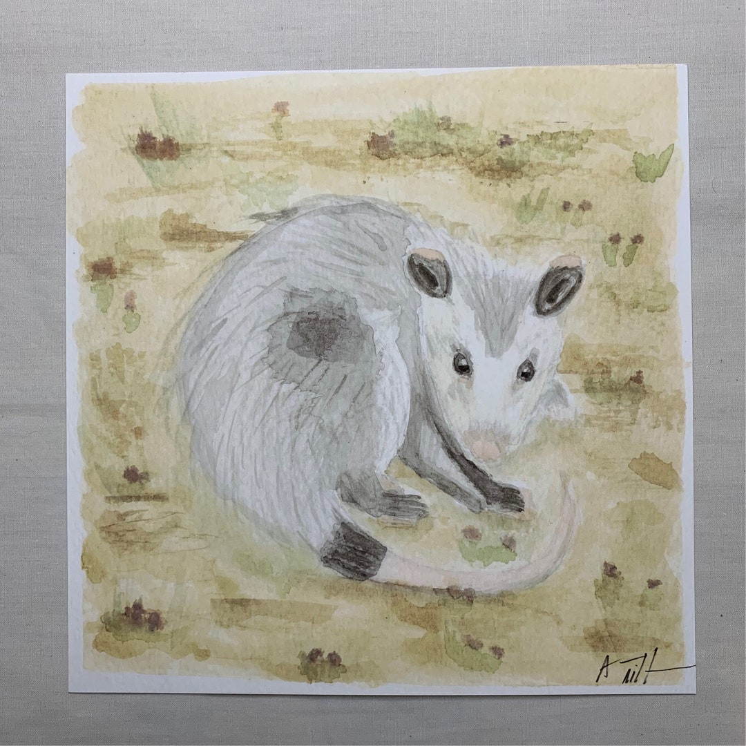 Possum Wall Art Print | Cute Opossum Scientific Illustration | Florida ...