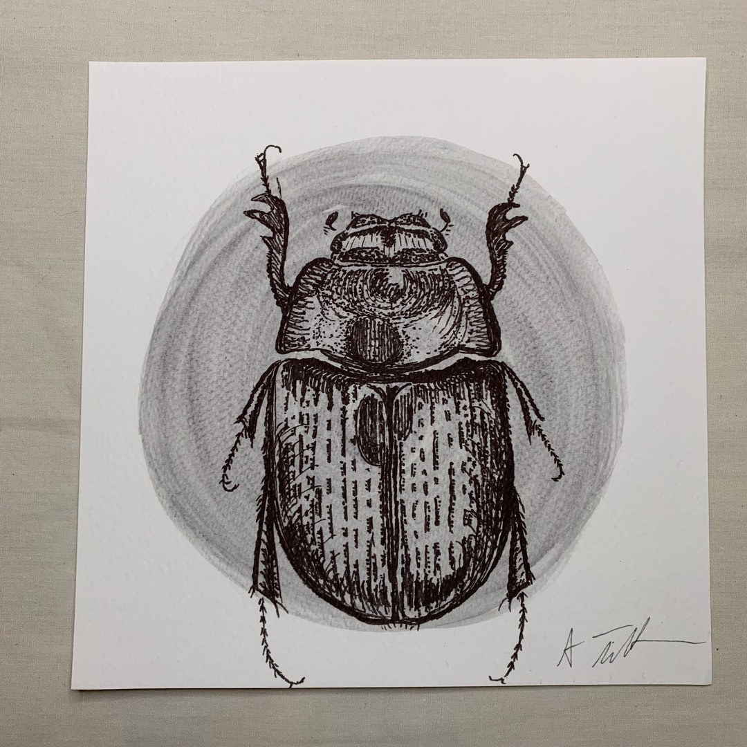 Scarab Beetle Wall Art Print | Insect Illustration | Scientific Nature ...