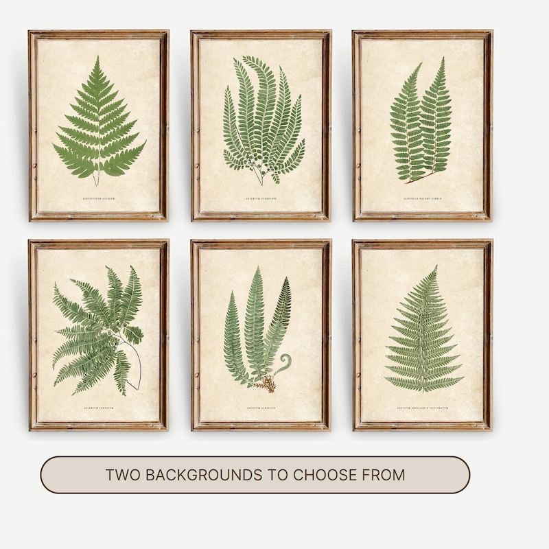 6 Botanical Prints Framed - Etsy