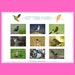 Montessori Bird Matching Activity | Bird Match up Game | Preschool ...