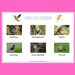 Montessori Bird Matching Game | Preschool Printable (PDF Download) - Etsy