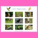 Montessori Bird Matching Activity | Bird Match up Game | Preschool ...