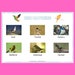 Montessori Bird Matching Activity | Bird Match up Game | Preschool ...