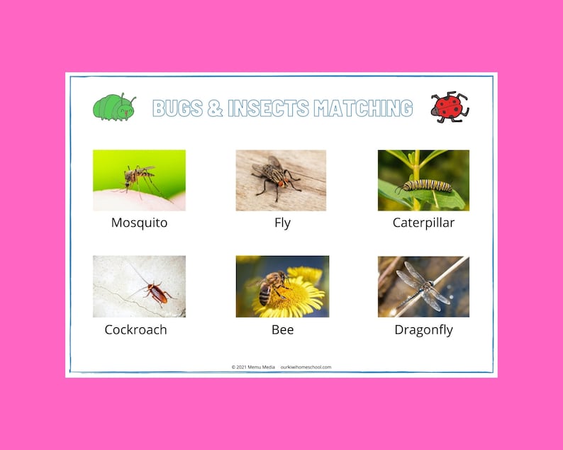 Montessori Bugs and Insects Matching Activity | Toddler Sorting Game ...