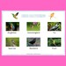Montessori Bird Matching Activity | Bird Match up Game | Preschool ...