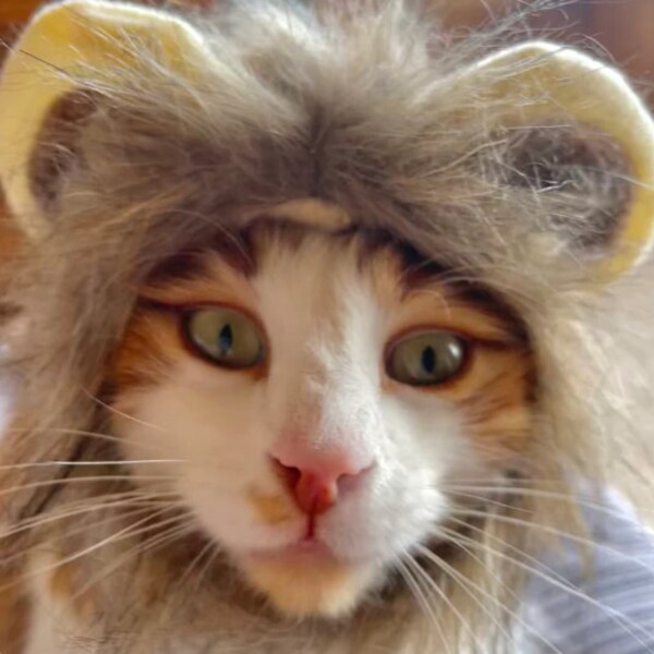 Cat Wig - Etsy