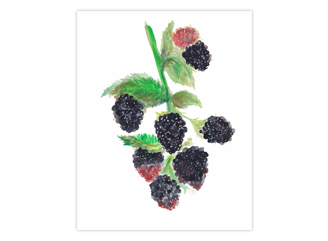 Blackberries Watercolor Art Print - Etsy