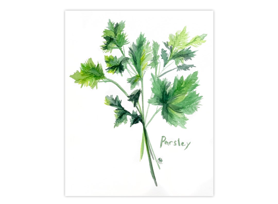 Parsley Watercolor Art Print - Etsy