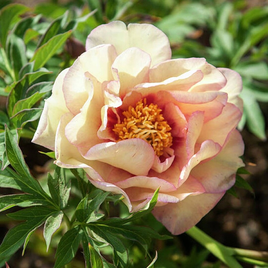 Peony Callies Memory Bare Root 3/5 Eye - Etsy