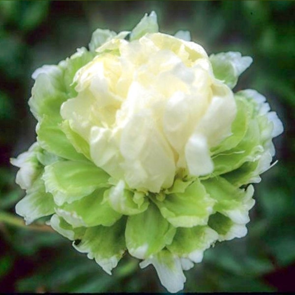 Green Peony - Etsy