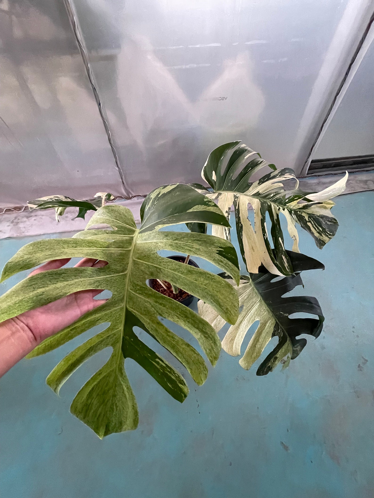 Stunning/monstera Mint Variegata - Etsy