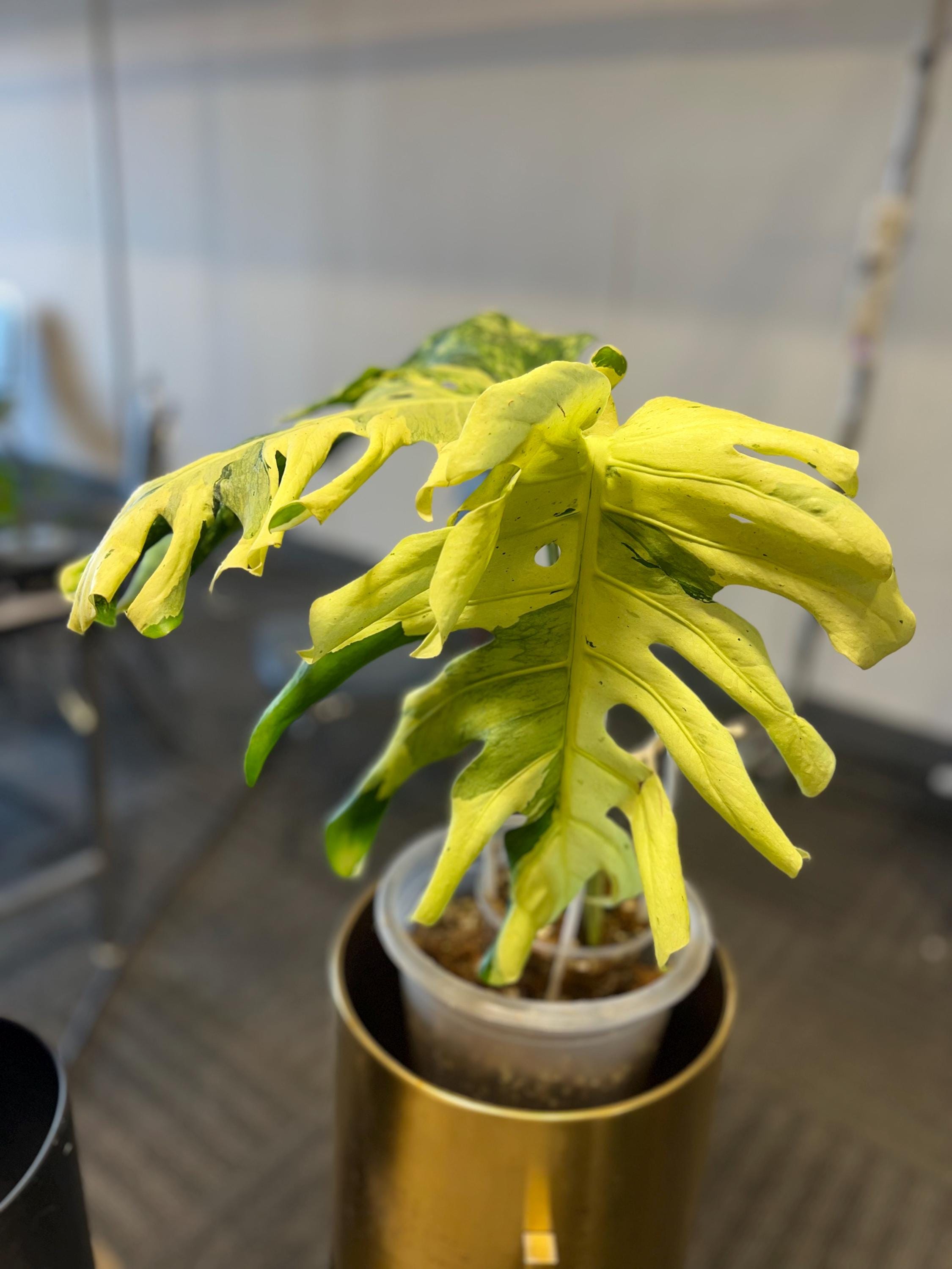 Rare/ Monstera Masterpiece Variegata - Etsy