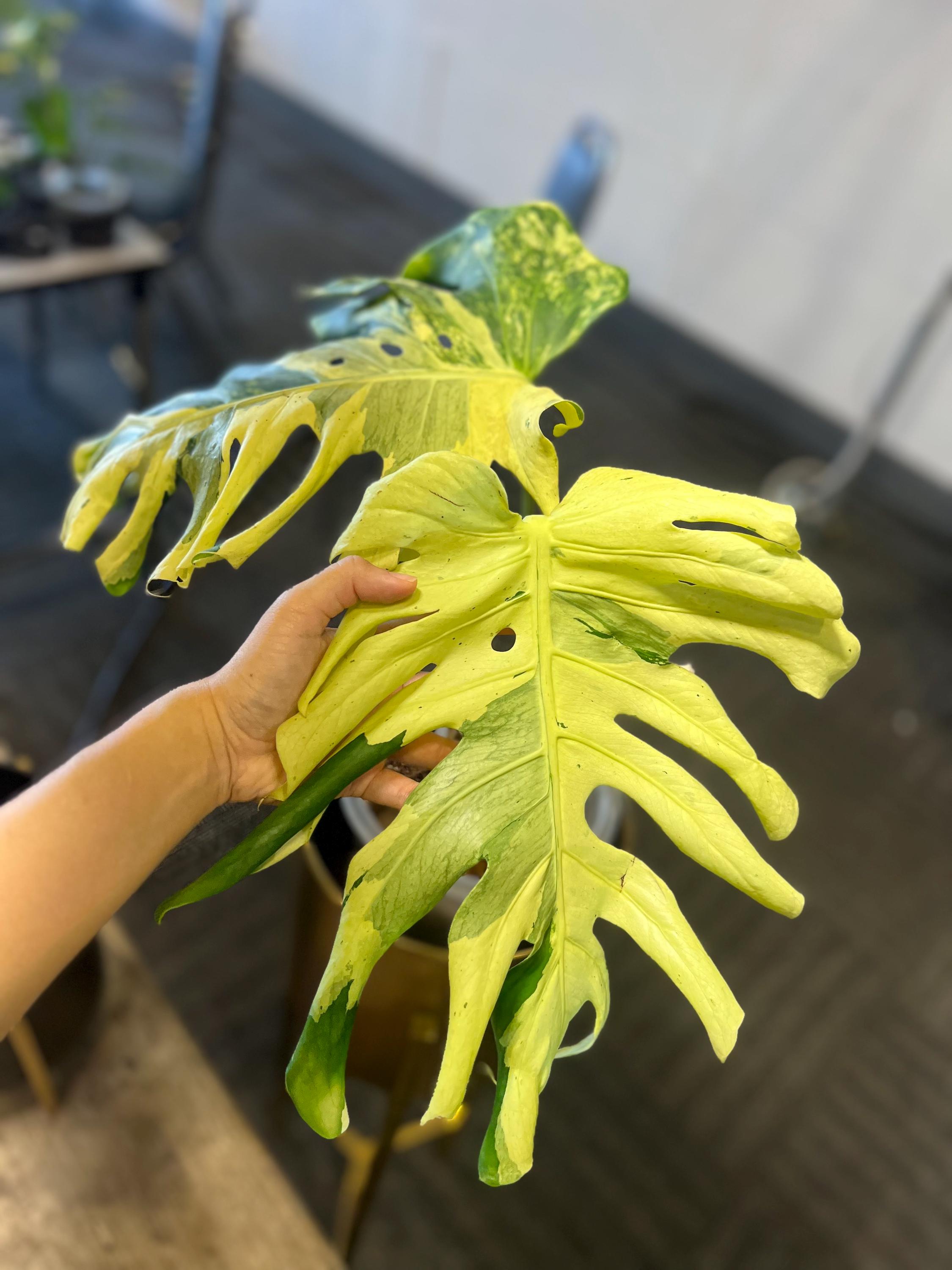 Rare/ Monstera Masterpiece Variegata - Etsy