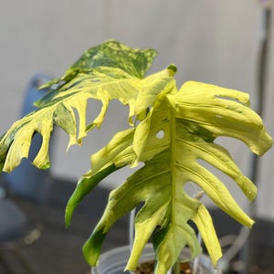Rare/ Monstera Masterpiece Variegata - Etsy