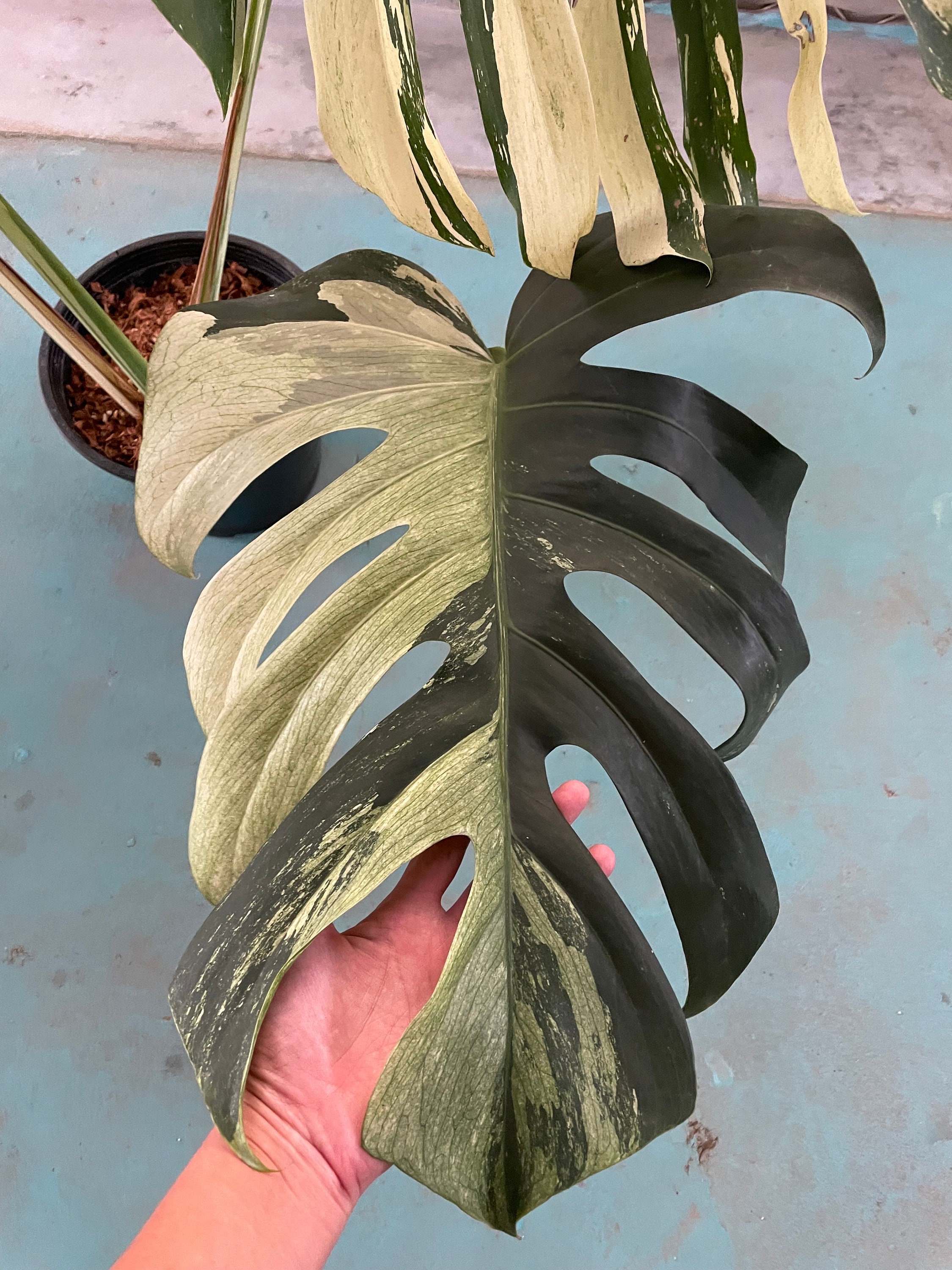 Stunning/monstera Mint Variegata - Etsy