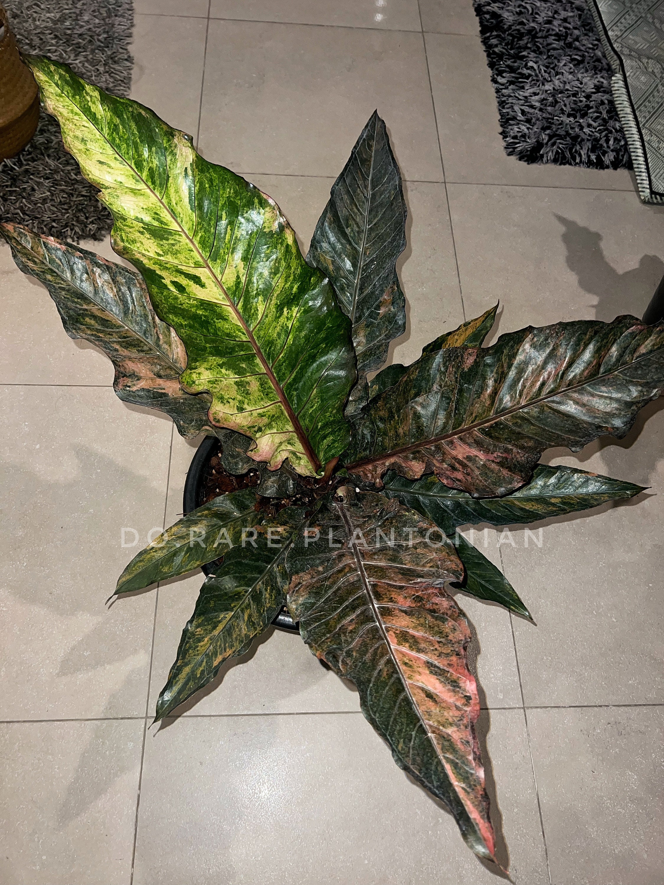Mother plant/ Anthurium Renaissance variegata — DoRare Plantonian