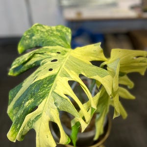 Rare/ Monstera Masterpiece Variegata - Etsy