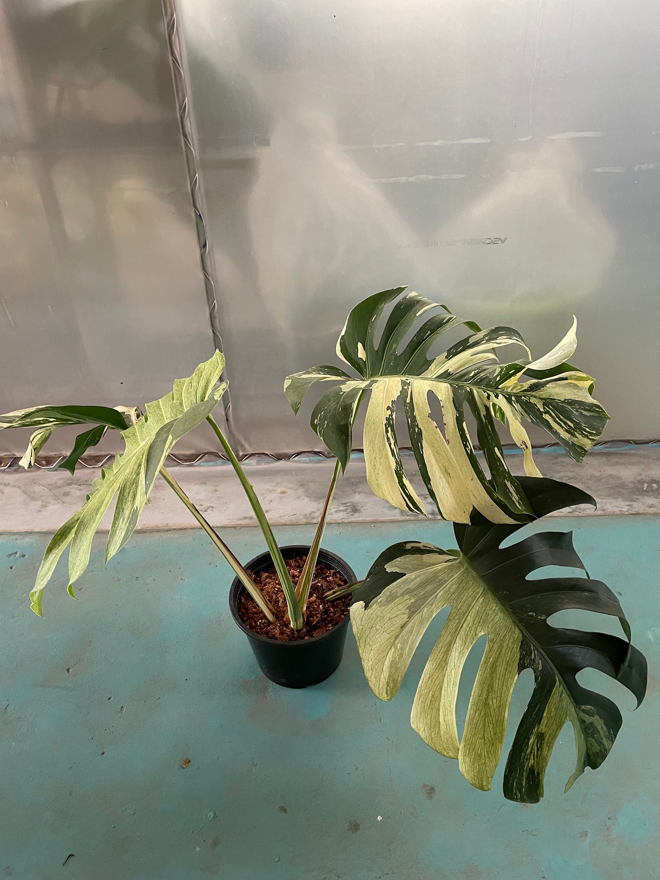 Stunning/monstera Mint Variegata - Etsy