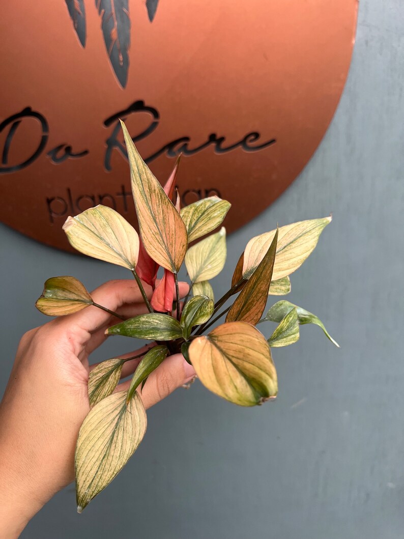 Homalomena Pink Diamond Variegata AKA Cf. Aromatica Spreng Variegata, 3 Shoots in 1 Plant. - Etsy