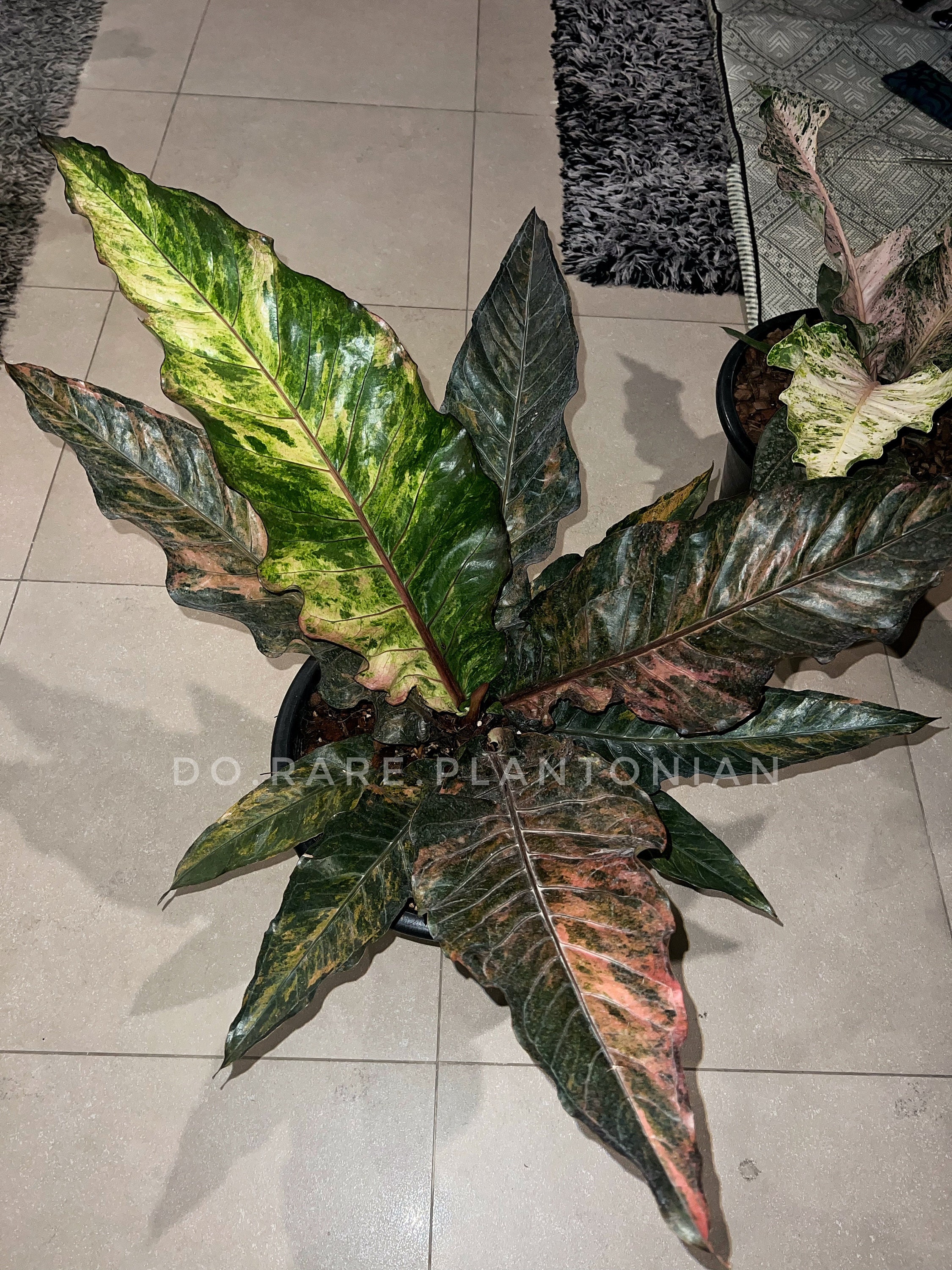 Mother plant/ Anthurium Renaissance variegata — DoRare Plantonian