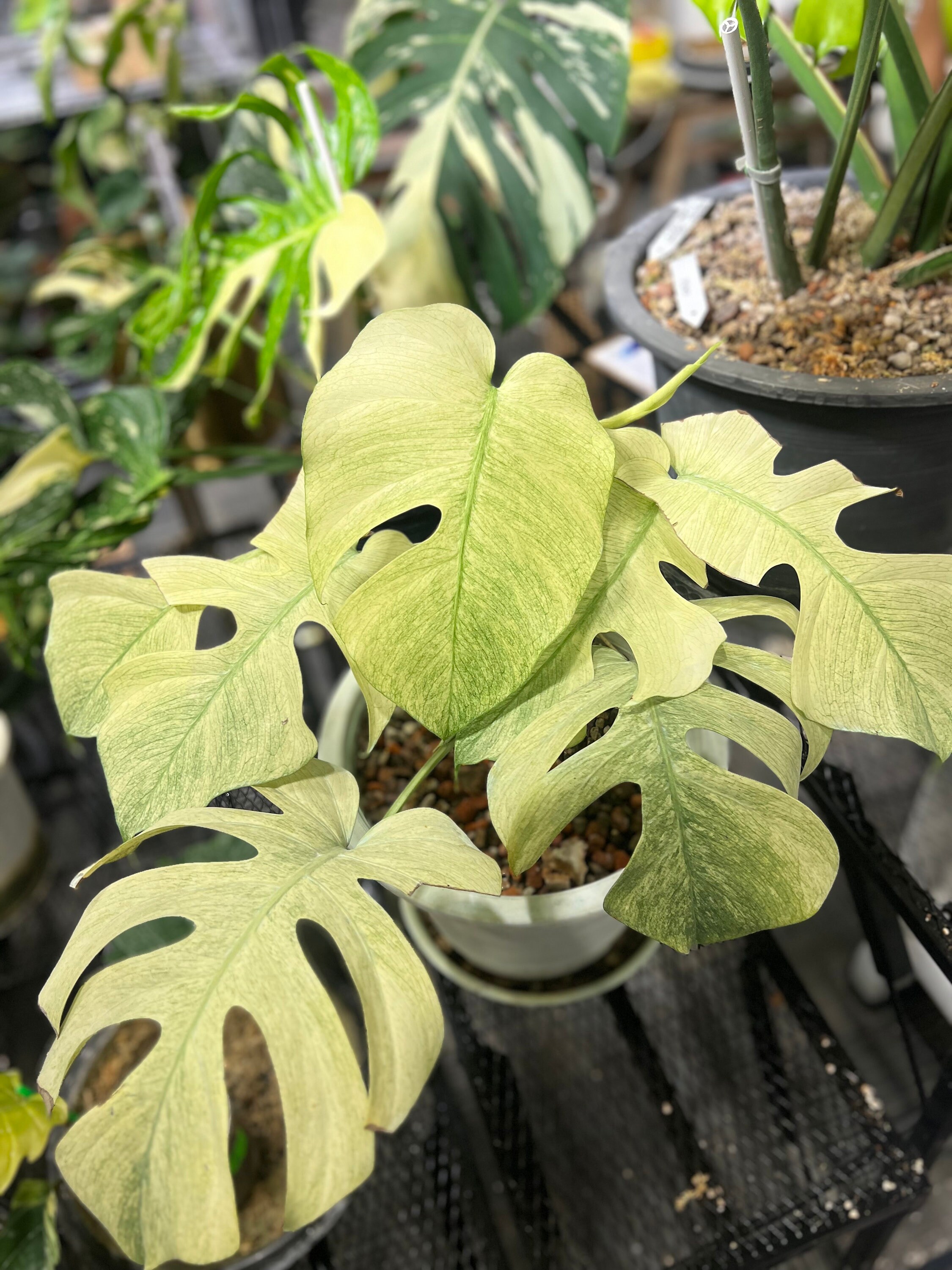 Monstera Full Mint Variegata - Etsy