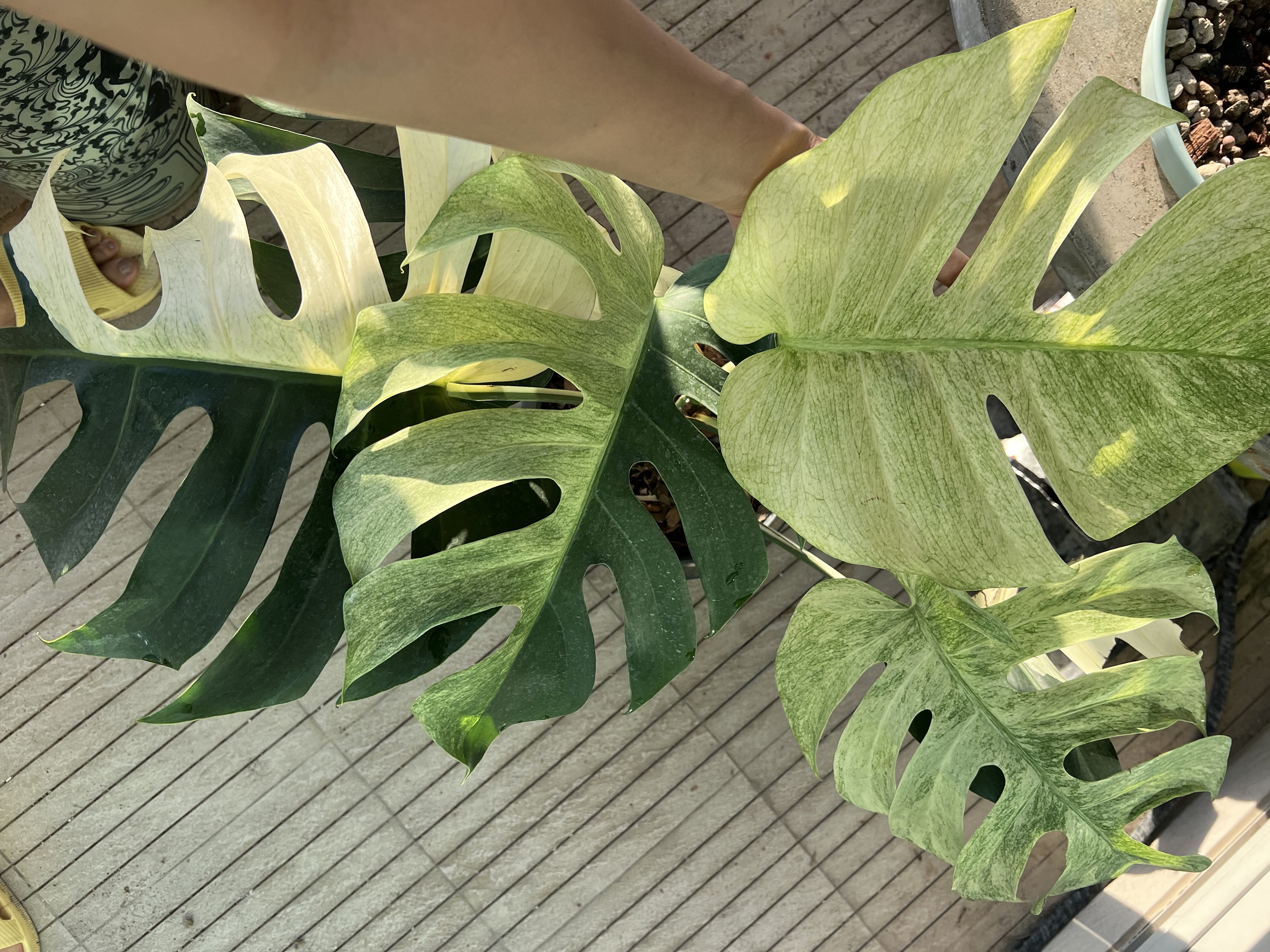 Half moon mint and Full mint/Monstera mint variegata — DoRare Plantonian