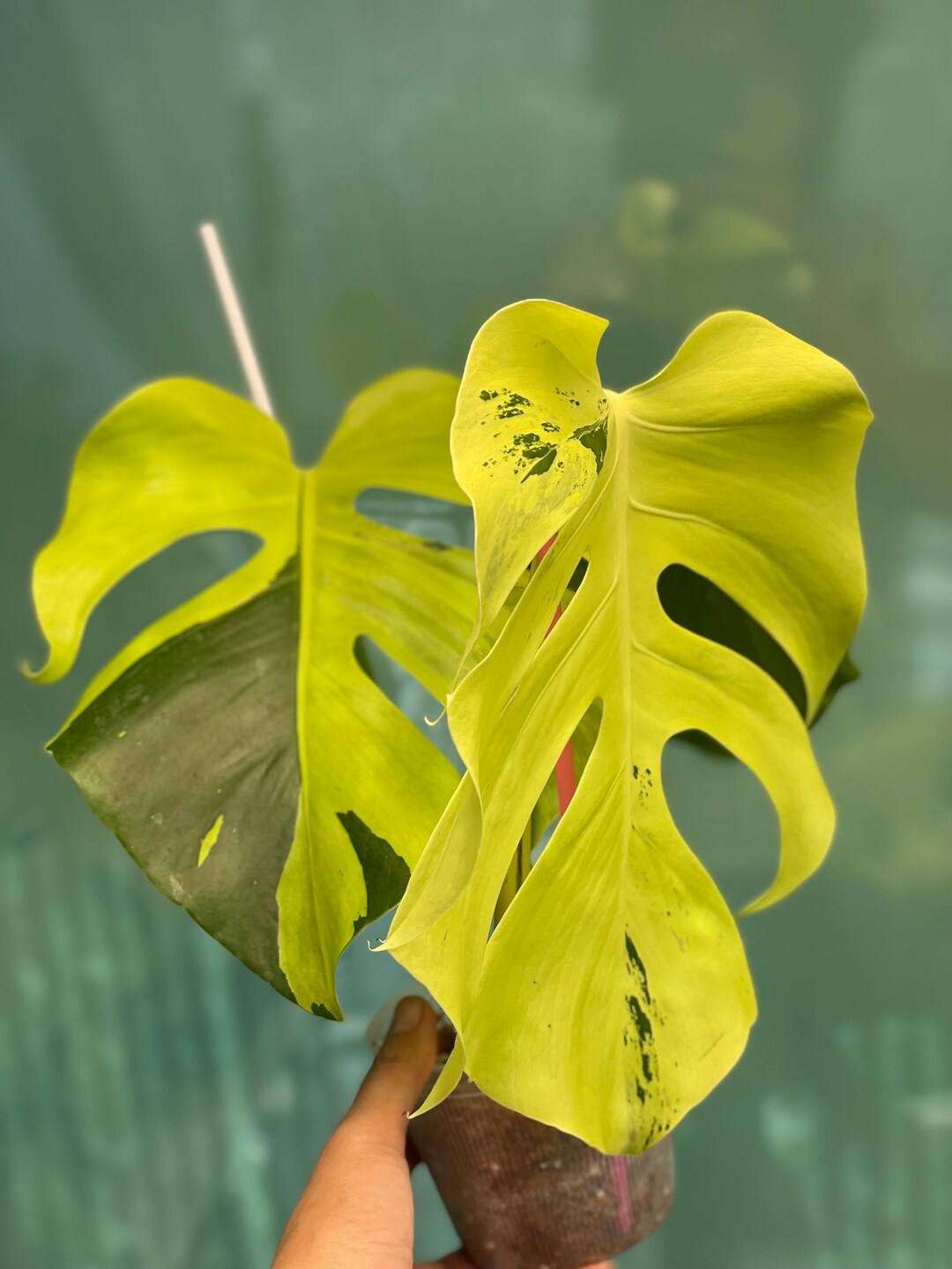 Rare/ Monstera Light Lime Variegata - Etsy