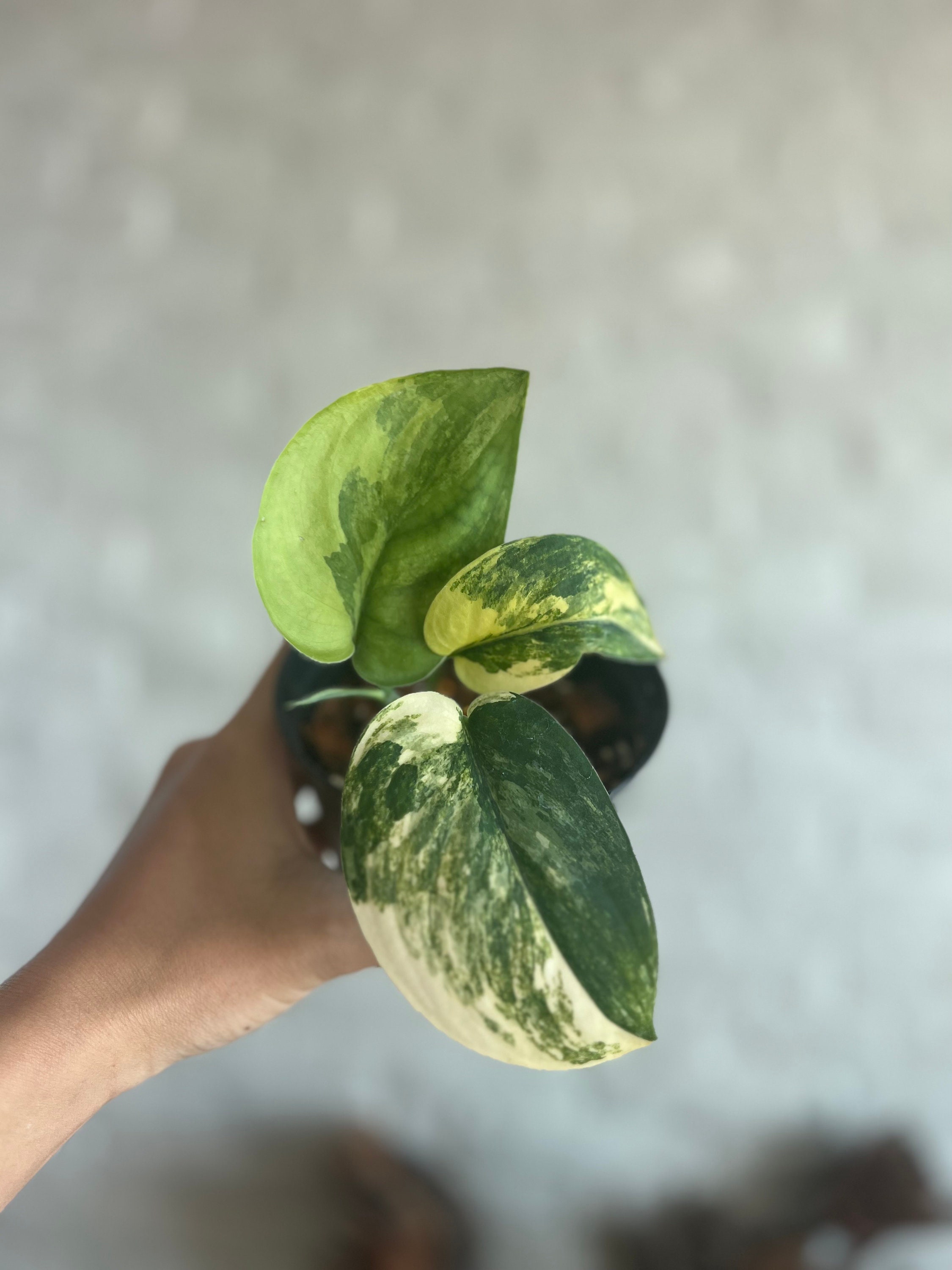 Scindapsus apolaki variegated — DoRare Plantonian