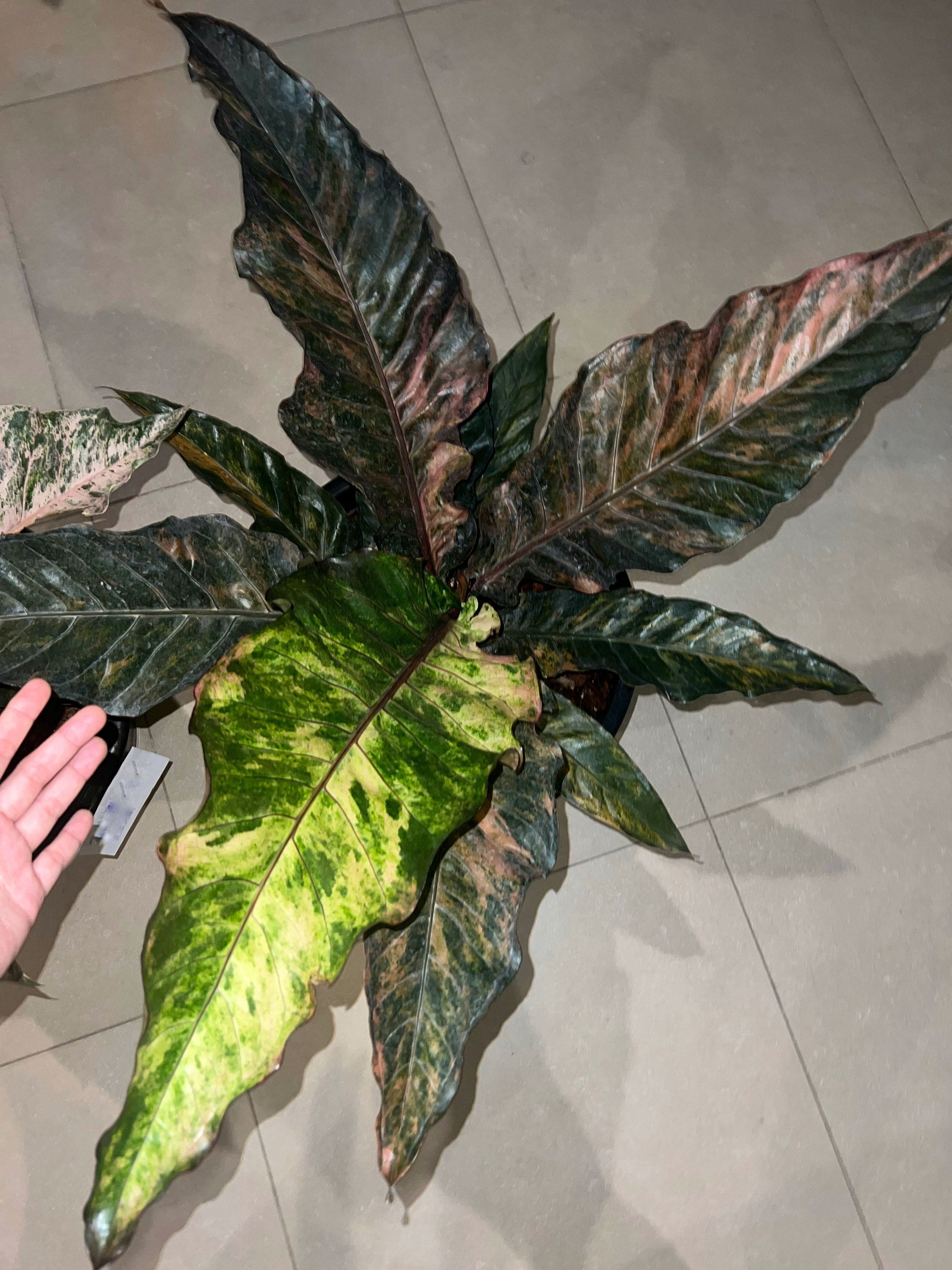 Mother plant/ Anthurium Renaissance variegata — DoRare Plantonian