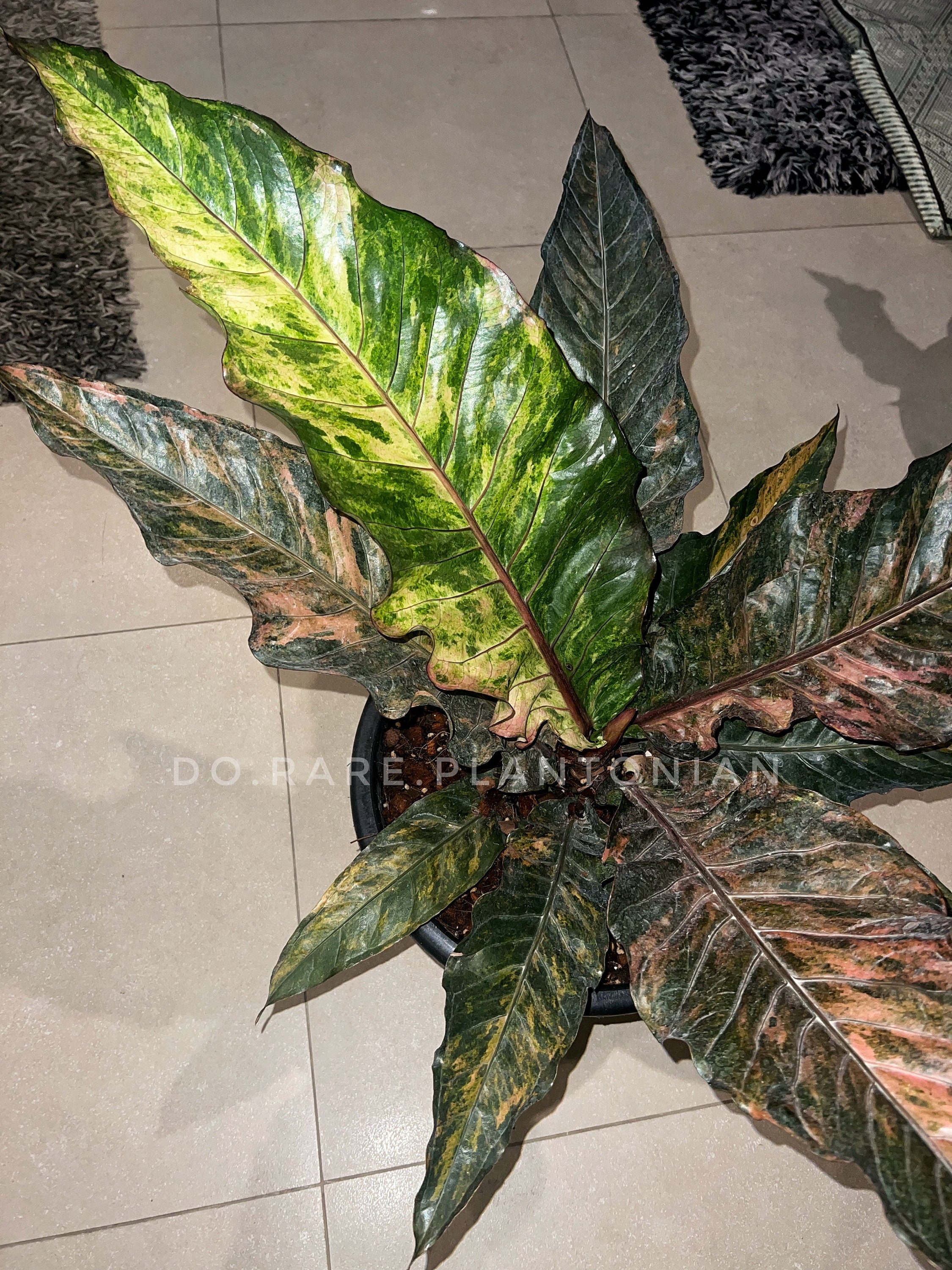 Mother plant/ Anthurium Renaissance variegata — DoRare Plantonian