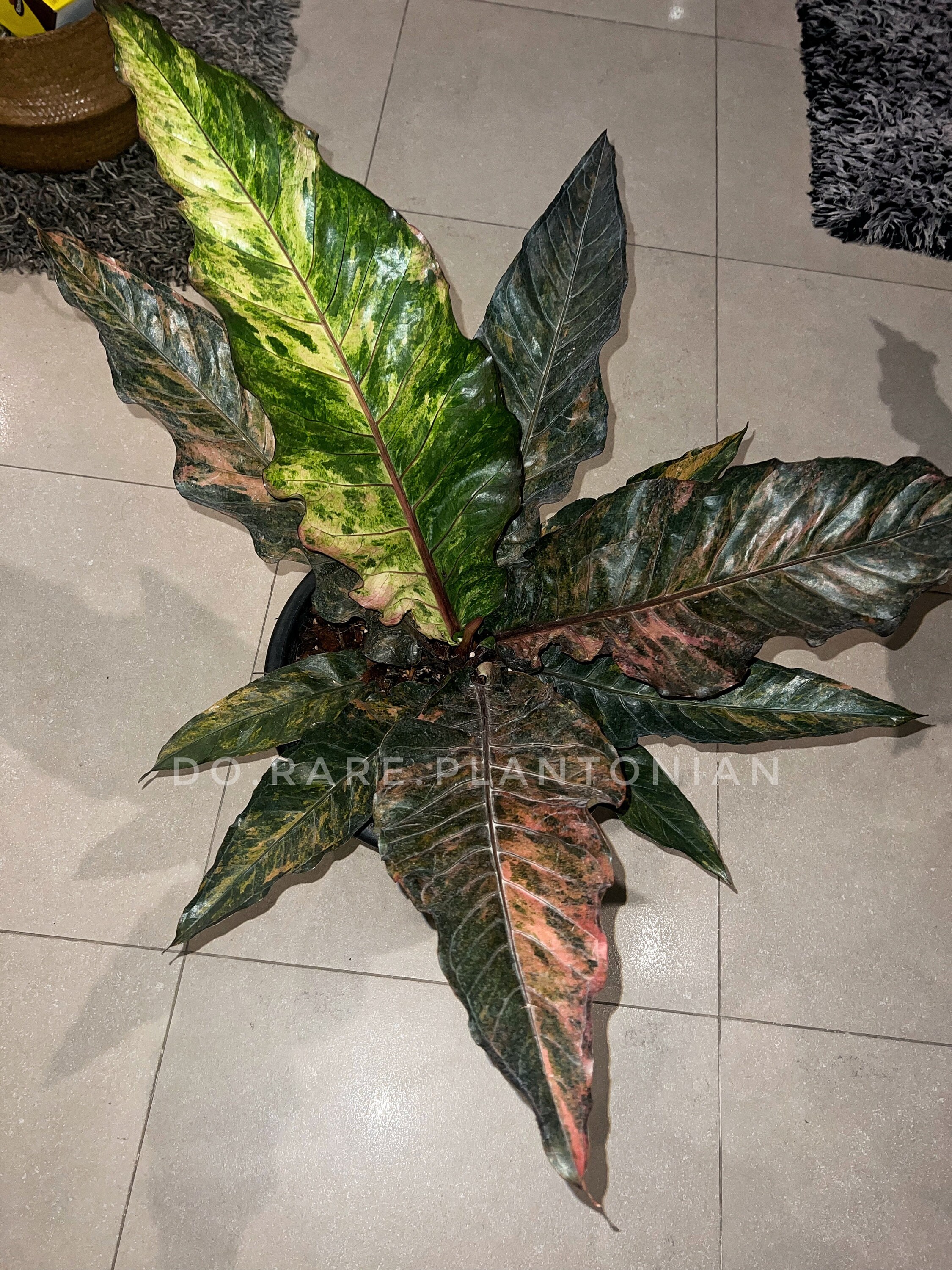 Mother plant/ Anthurium Renaissance variegata — DoRare Plantonian