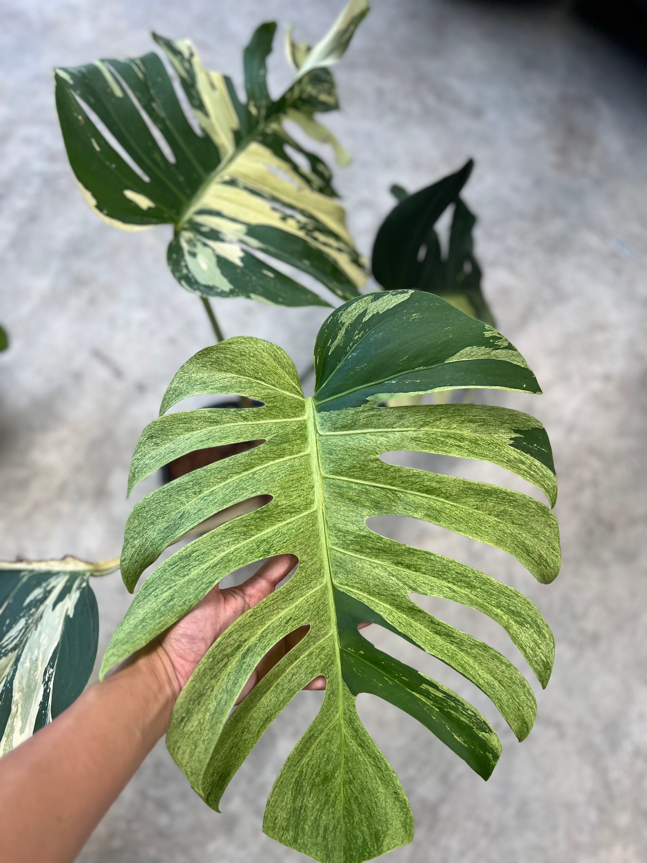 Stunning/monstera Mint Variegata - Etsy