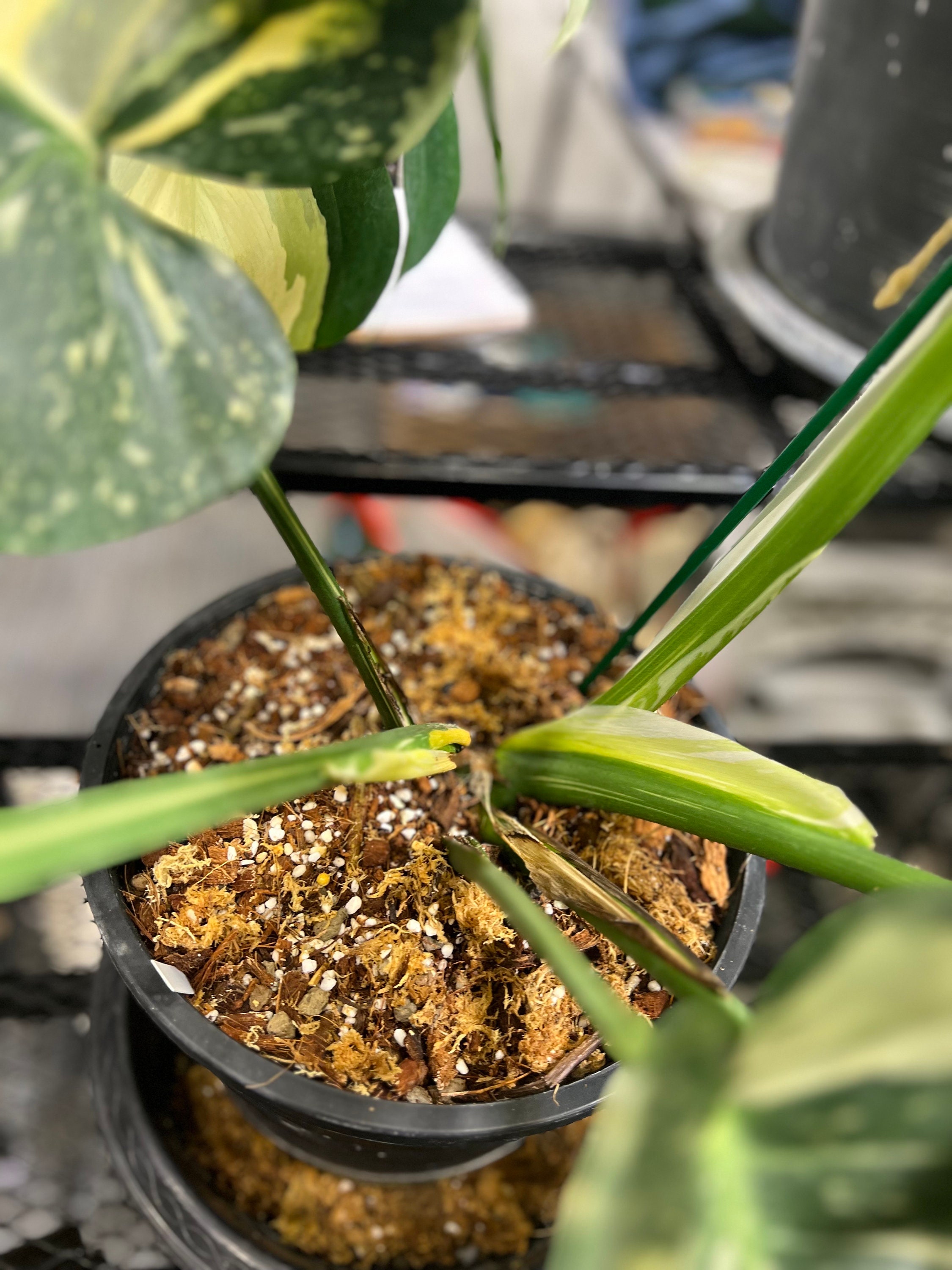 Medusa, Monstera Thai constellation mutation form — DoRare Plantonian